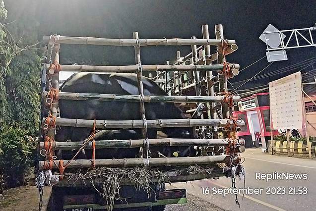 Tanpa Pemeriksaan, Puluhan Ekor Kerbau Lolos Masuk Toraja Tanpa Pemeriksaan, Puluhan Ekor Kerbau Lolos Masuk Toraja